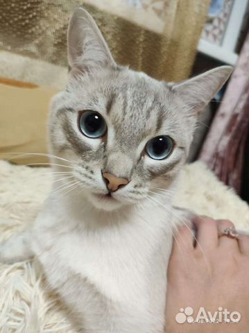 Тайский котик