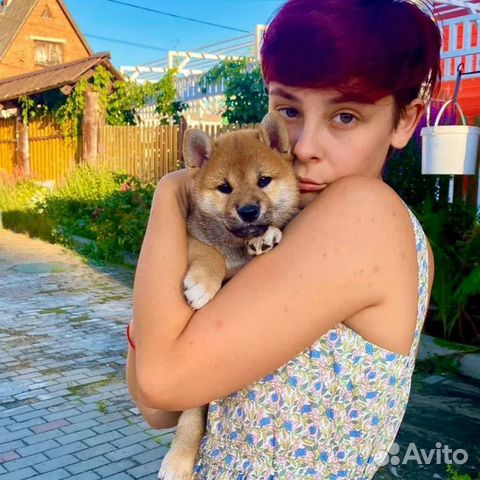 Сиба ину девочка