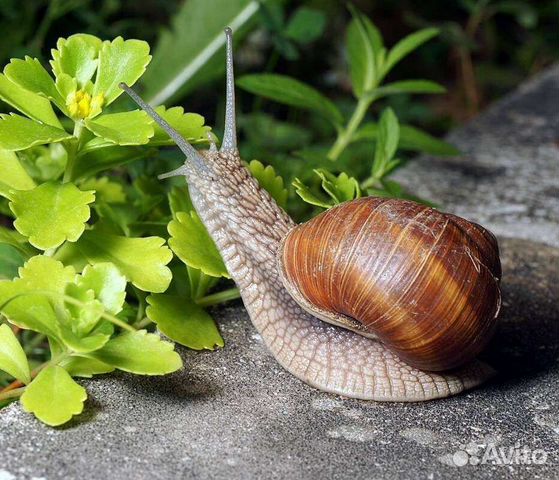 Виноградные улитки