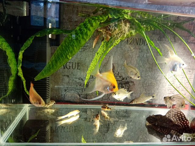 Аквариумные рыбки и растения