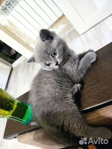 Продам британского котёнка