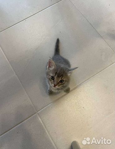Котенок с буквой на лбу