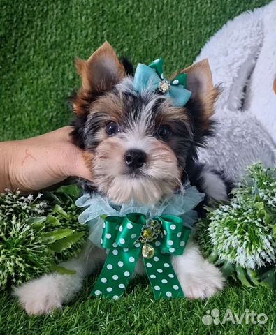 Красивый мальчик породы бивер