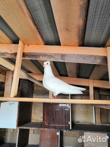 Продажа голубей