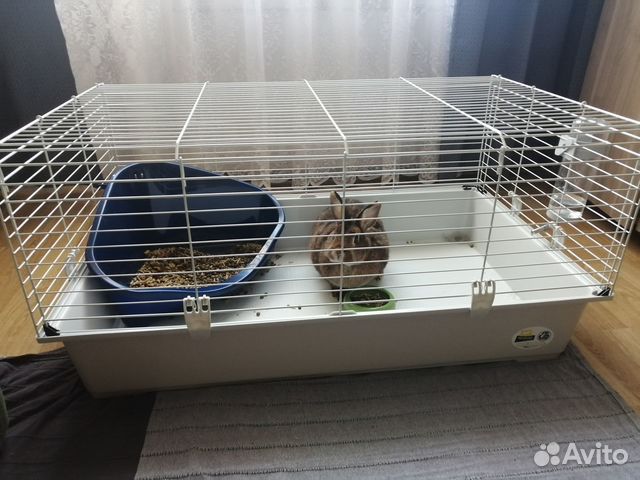 Декоративные кролики