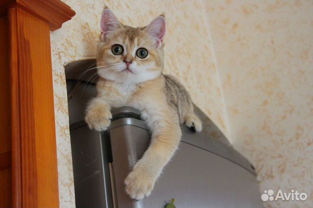 Долли - золотая кошечка