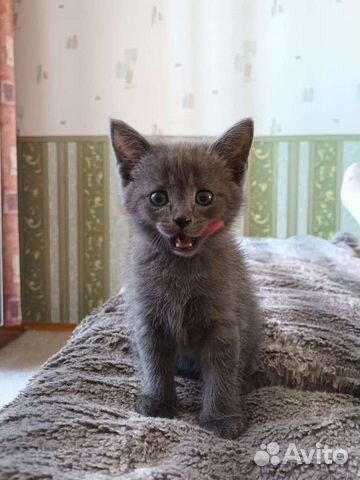 Британский котёнок Симба