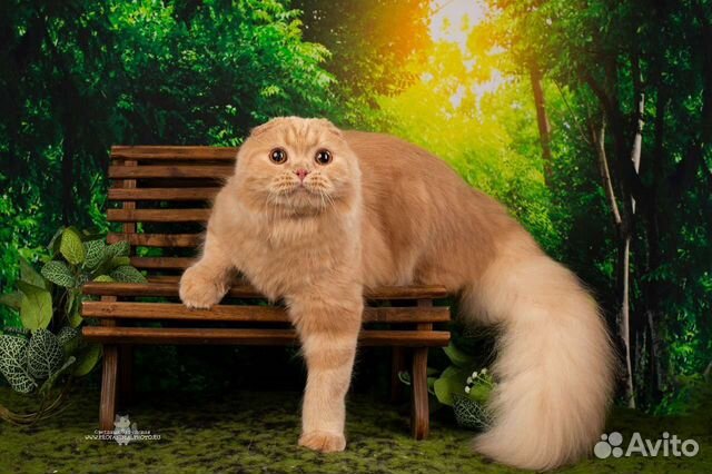Котик скоттиш фолд