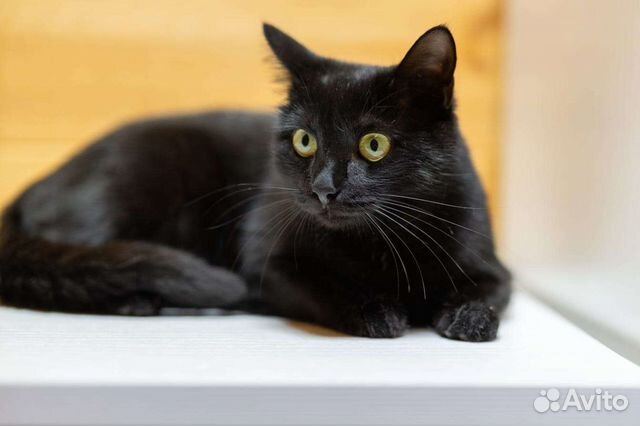 Молодая стерилизованная кошечка