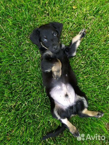 Собака в добрые руки щенок