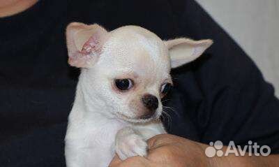 Щенки чихуахуа девочки и мальчики
