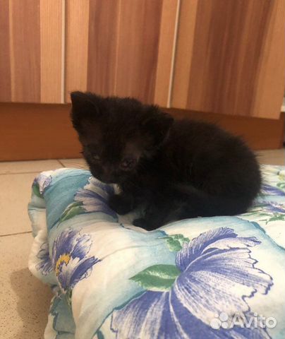 Черный специальный котенок