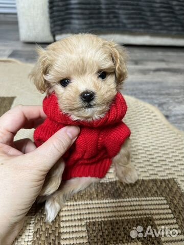Мальтипу micro девочка