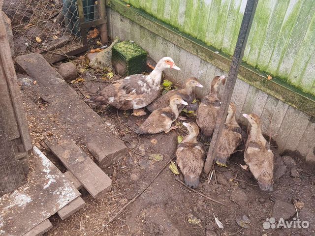 Индоутка мускусная утка