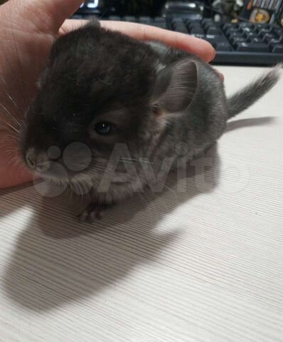 Малышка Шиншиллочка Черный бархат