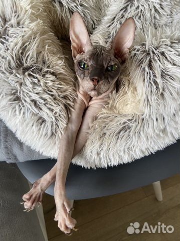В доьрые руки кошка донской сфинкс