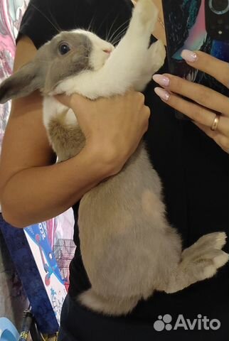 Продам кролика вместе с клеткой