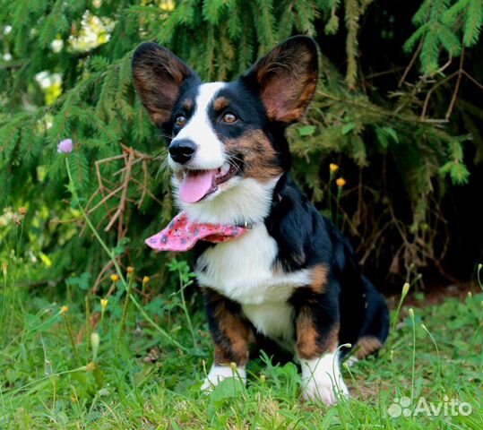 Вельш-корги кардиган