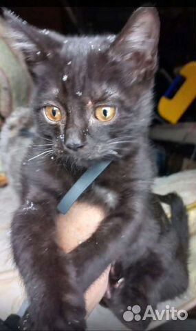 Черный котенок