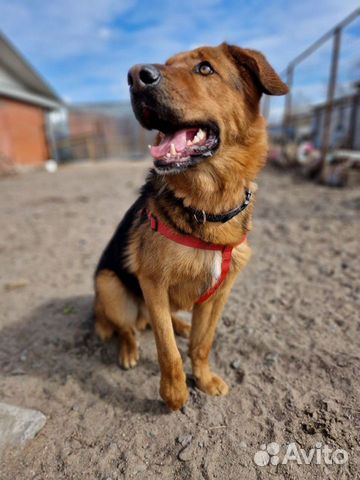 Финик, умный пёс в добрые руки бесплатно