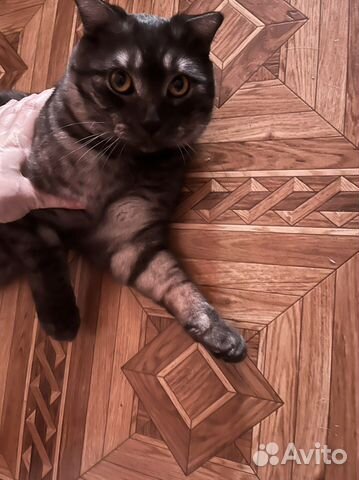 Кот
