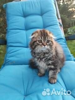 Вислоухая кошечка