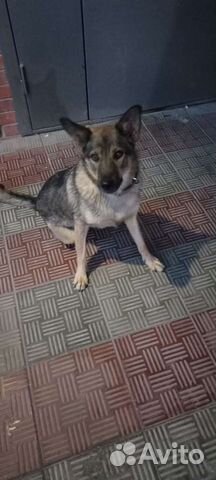 Найдена собака