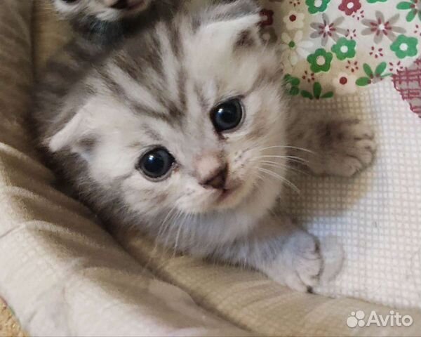 Кошки шотландцы