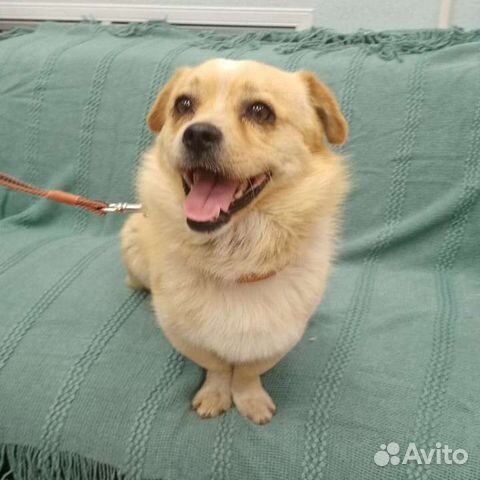 Собака кобель в добрые руки