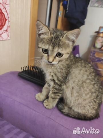 Очень нужна помощь - ласковый котенок 1,5 мес