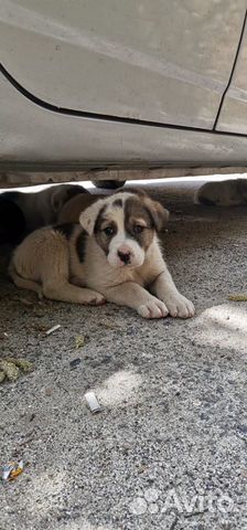 Щенки бесплатно