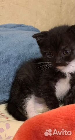 Котёнок от вислоухой кошки