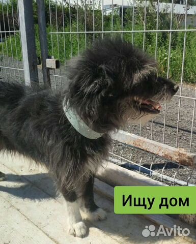 Собака Ежик