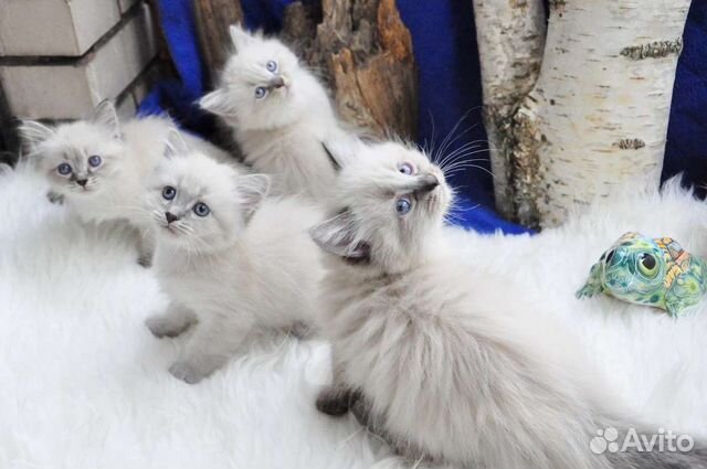 Невские маскарадные котята