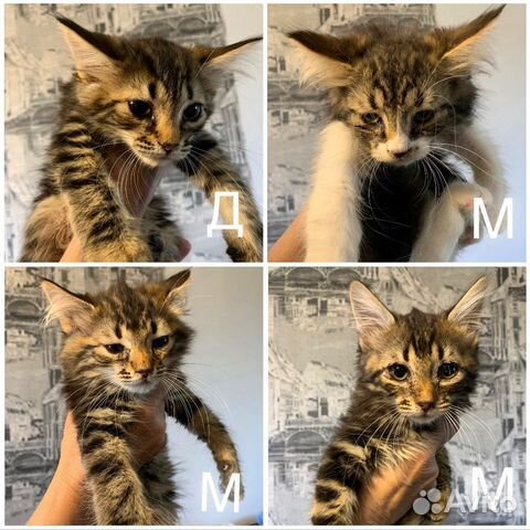 Котятки в поиске семьи, шикарные вырастут