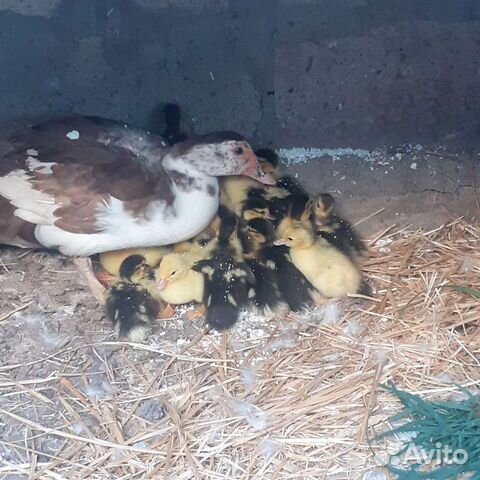 Индоутка с утятами