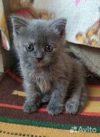 Котенок Плюша