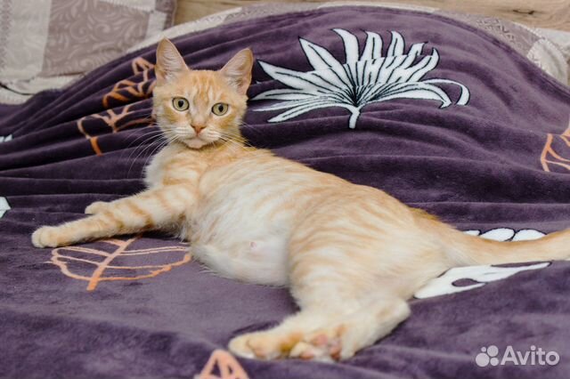 Кошка Мона в добрые руки