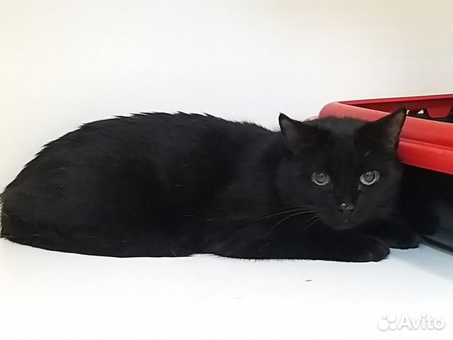 Кошка ищет дом