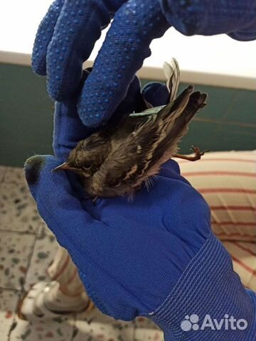 Птенец трясогузки нужна помощь