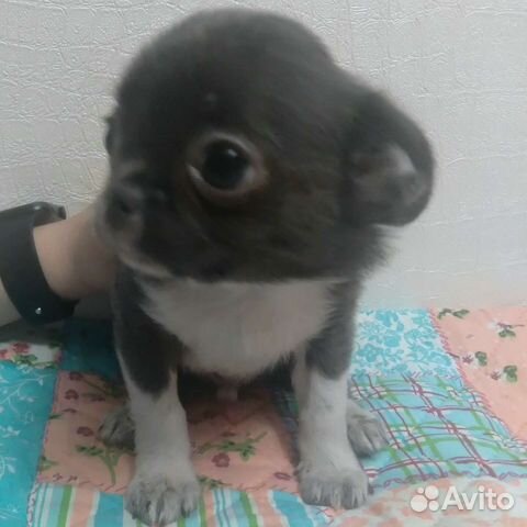 Чихуахуа, мальчишки