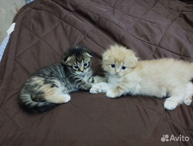 Шотландские котята
