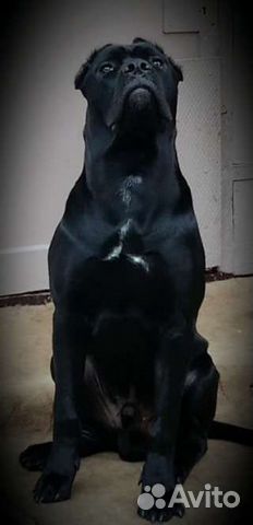 Кобель вязка кане Корсо