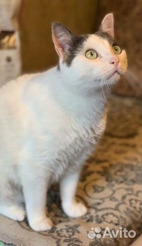 Кошка в дар