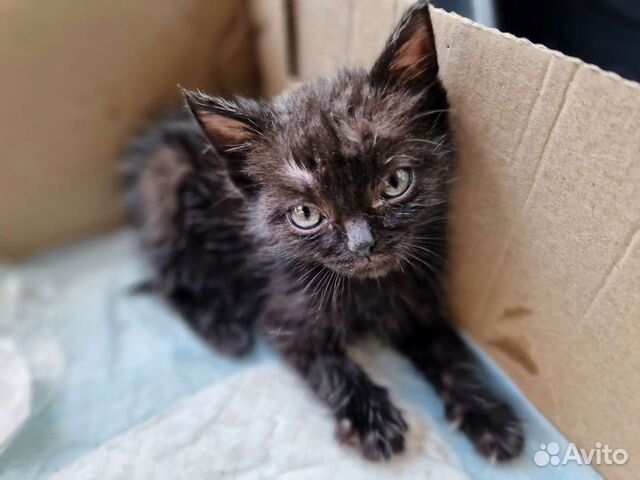 Котёнок Нэлли 2 мес прививка паспорт квартира