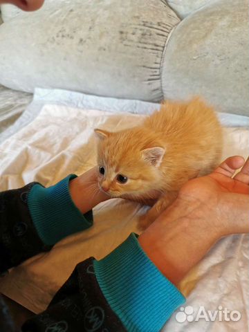 Рыжий котенок в добрые руки