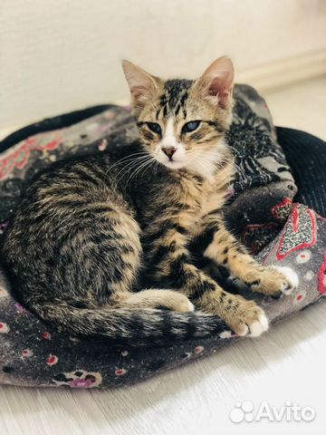 Особенный котенок в добрые руки