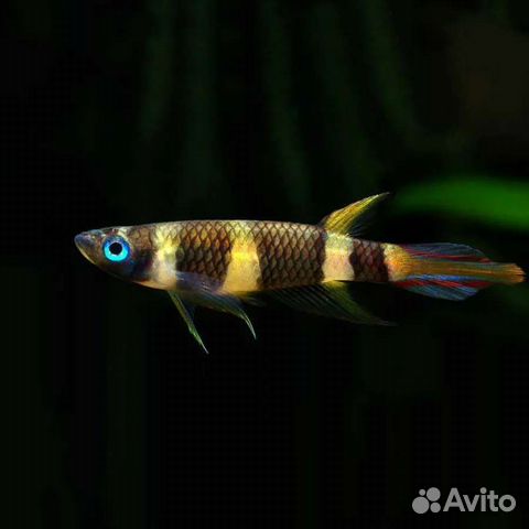 Эпиплатис факельный