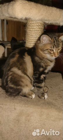 Котёнок девочка сибирячка