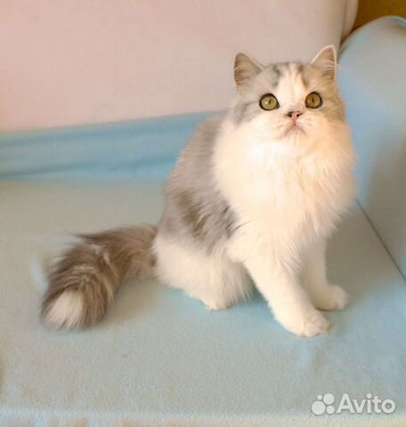 Шотландские котята прелестный котик